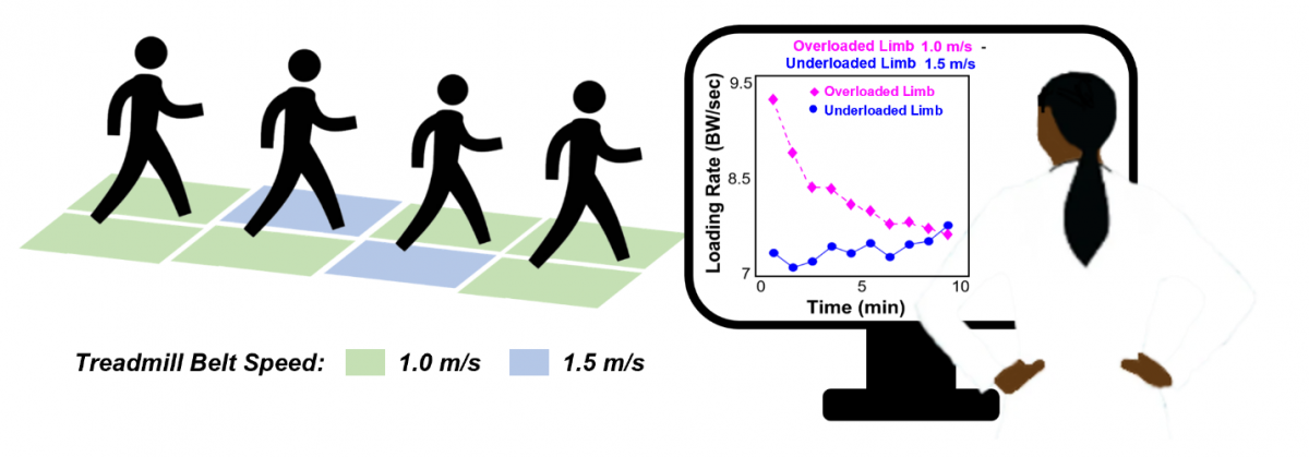 Our Ongoing Studies | Biomechanics Engineering Analysis and Modeling ...